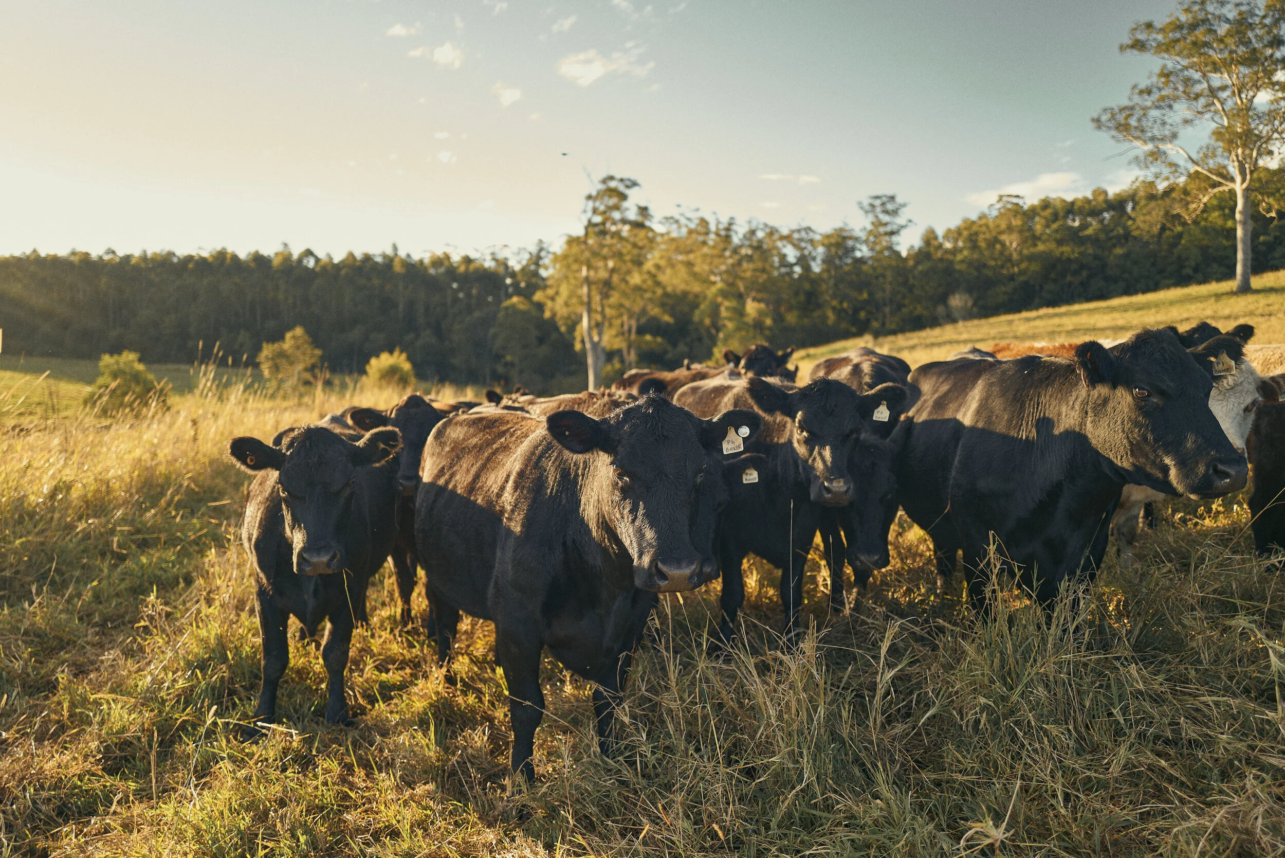 Levenvale Farm & Bello Beef