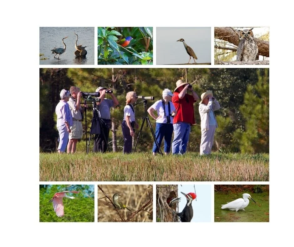 Field Trips & Events — Hernando Audubon Society