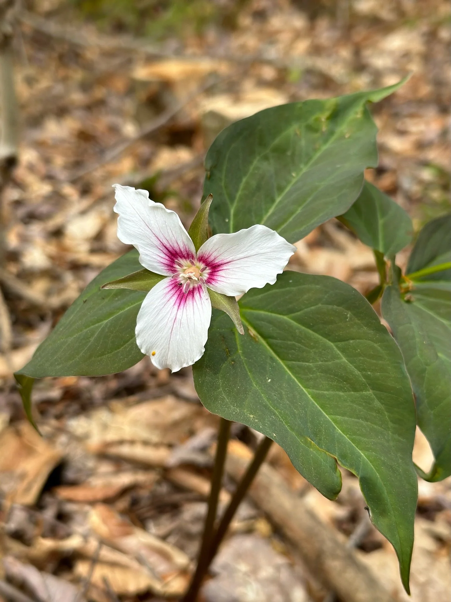 Poetry Walk - Loyalsock Foundation - Summit Loop Trail — Loyalsock ...