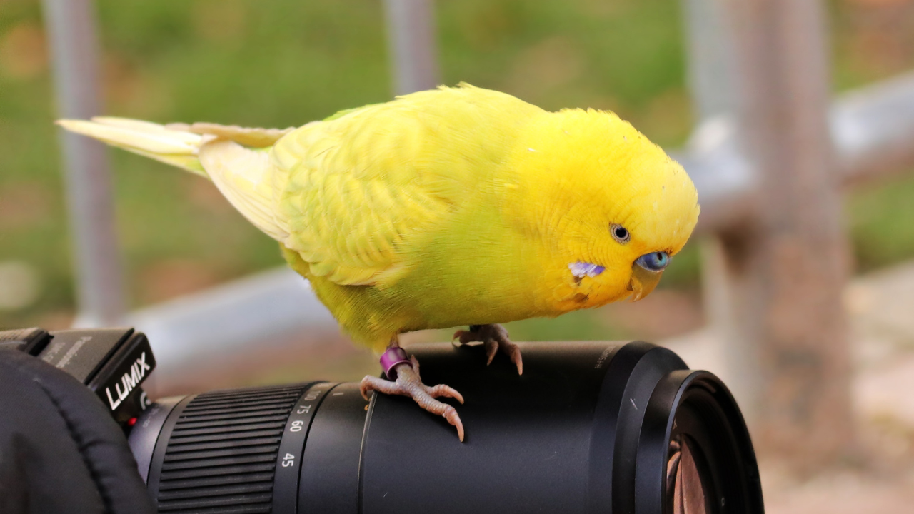 The Summit Bird Safari Photo Challenge — Loyalsock Foundation