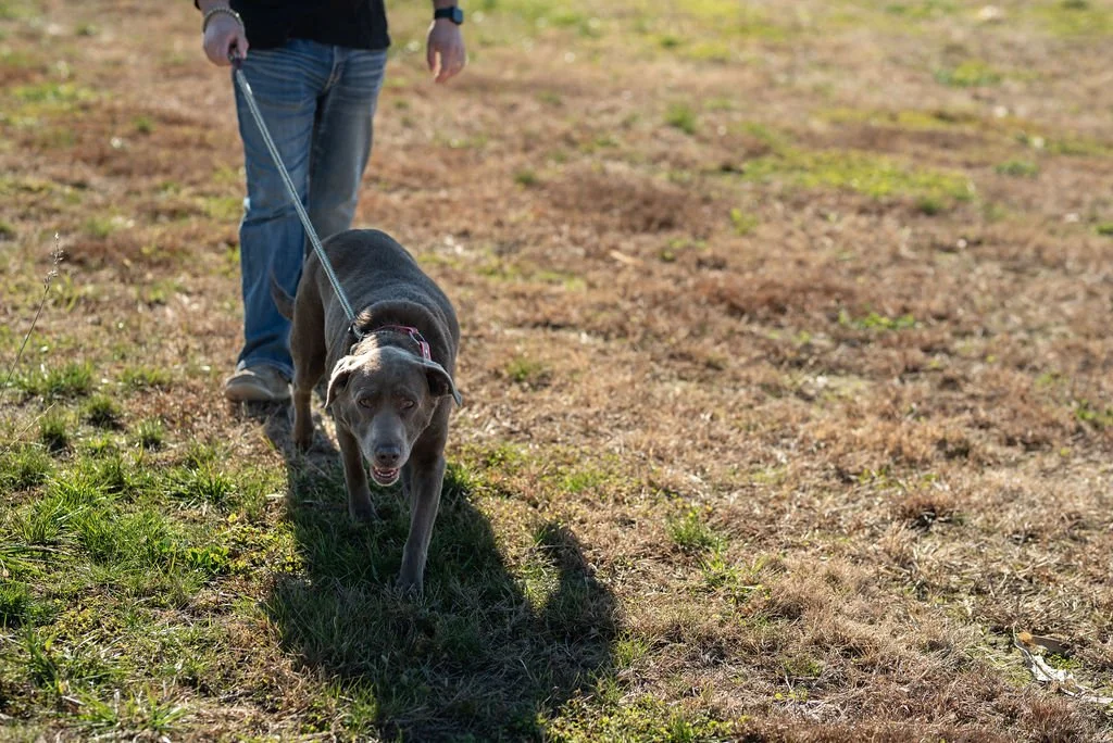 Boarding — Zach's Pet Services, LLC