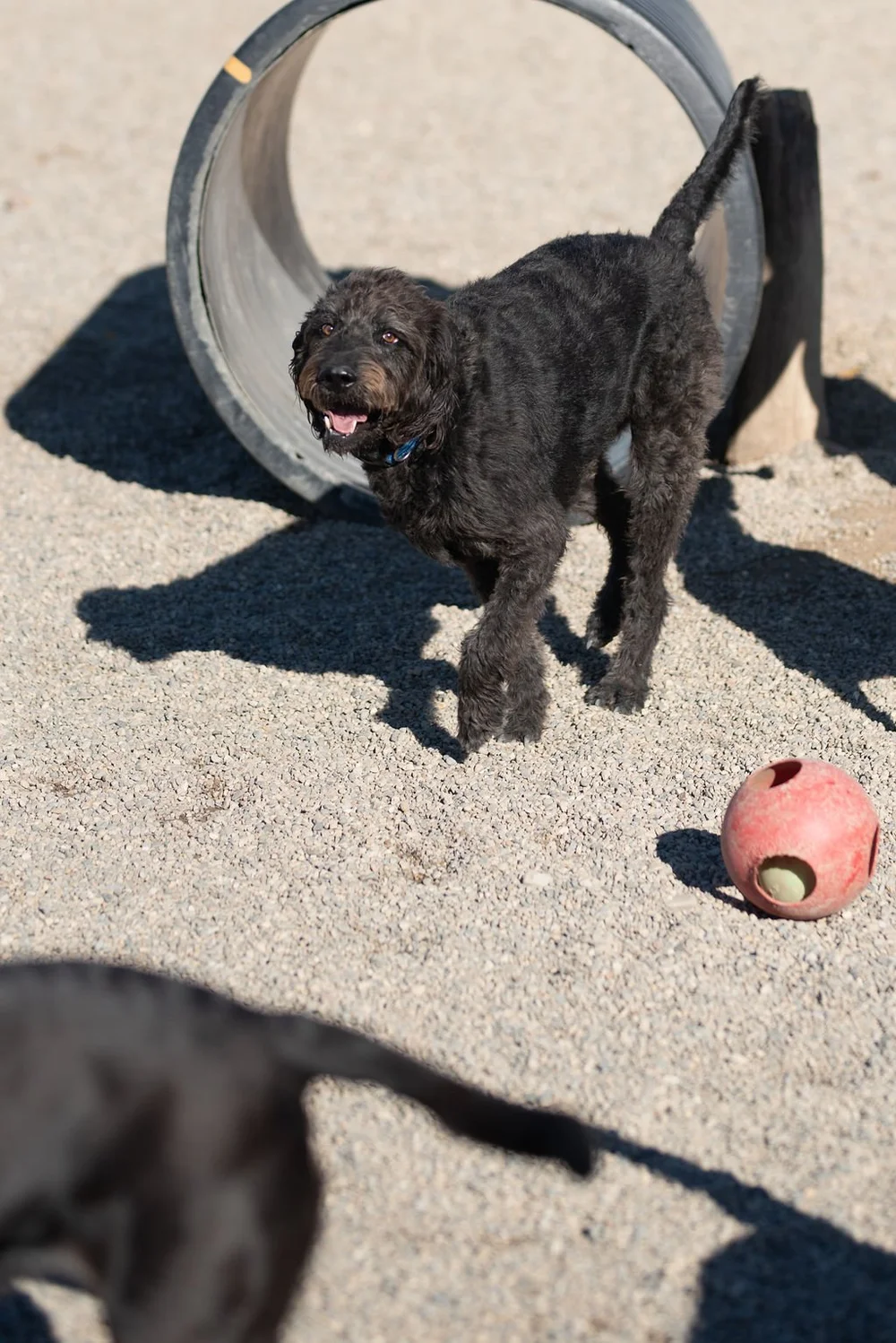 Boarding — Zach's Pet Services, LLC