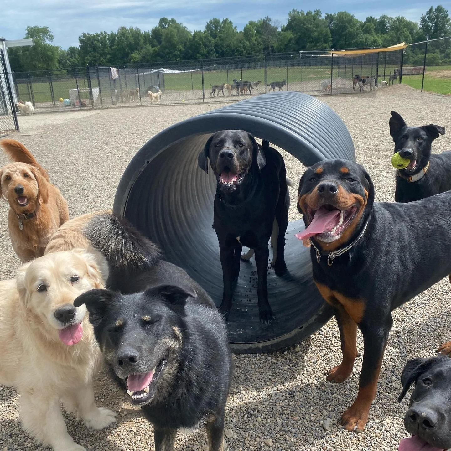 Zach's Pet Services, LLC