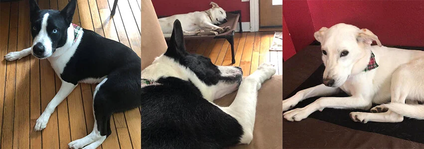 Zach's Pet Services, LLC