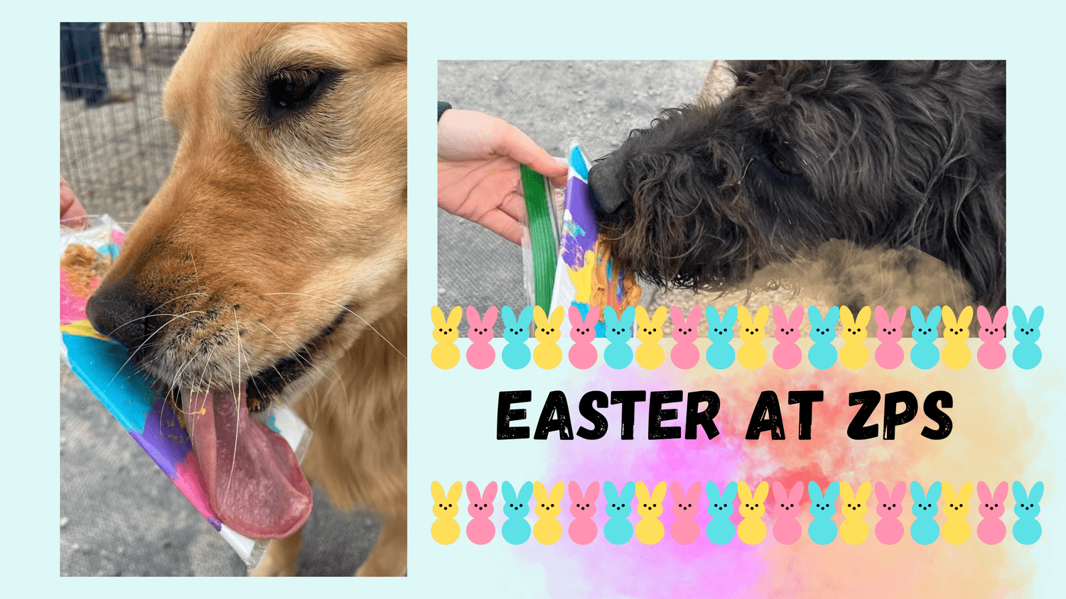 Upcoming Events — Zach's Pet Services, LLC
