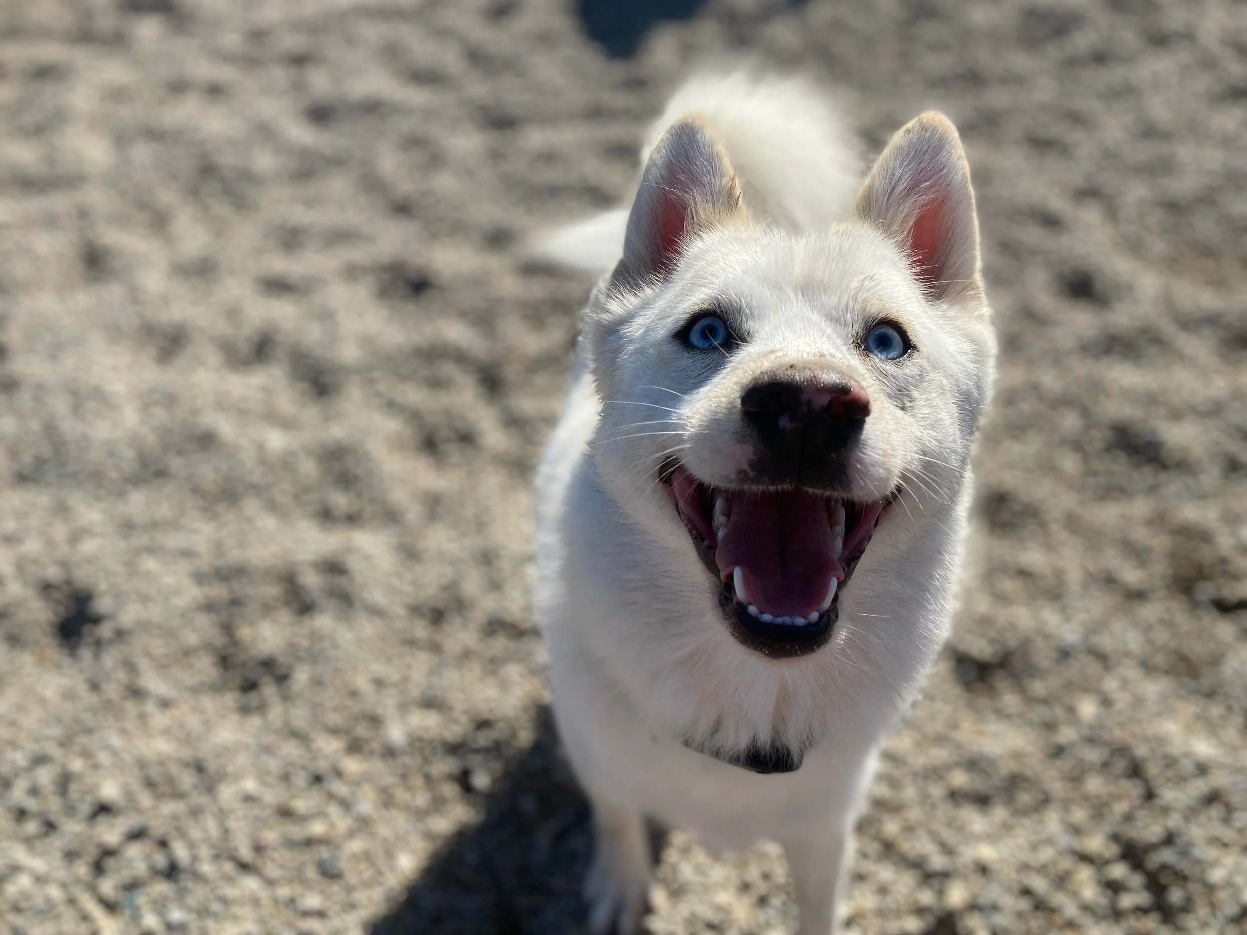 Zach's Pet Services, LLC