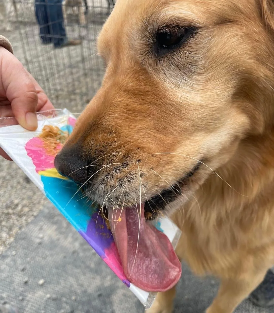 Zach's Pet Services, LLC