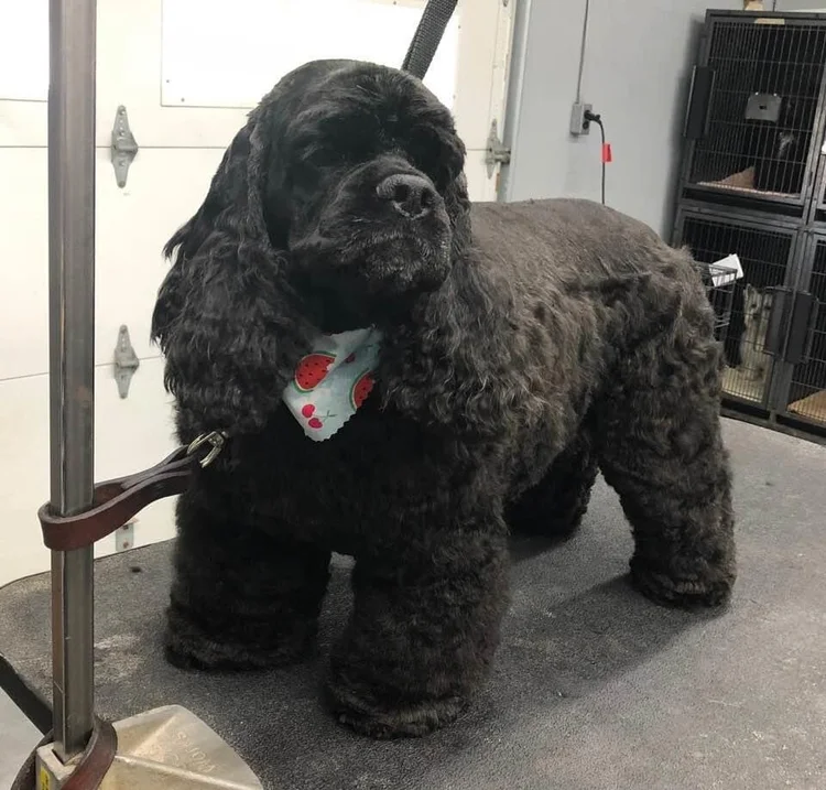 Grooming — Zach's Pet Services, LLC