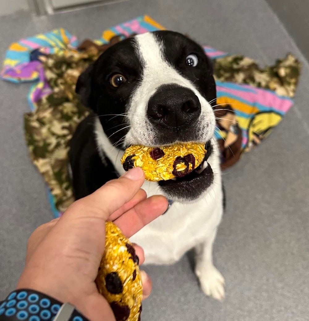 Contact Us — Zach's Pet Services, LLC