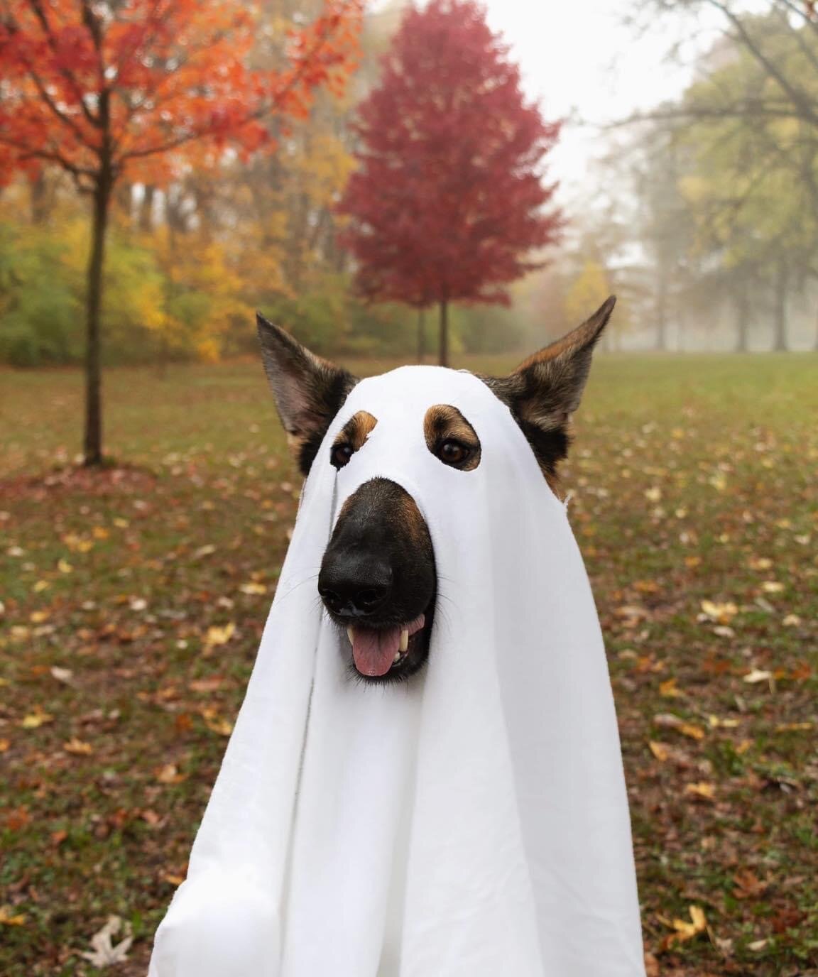 Zach's Pet Services, LLC