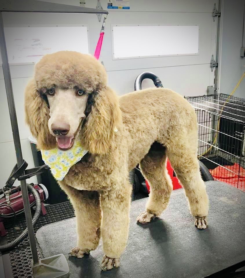 Grooming — Zach's Pet Services, LLC