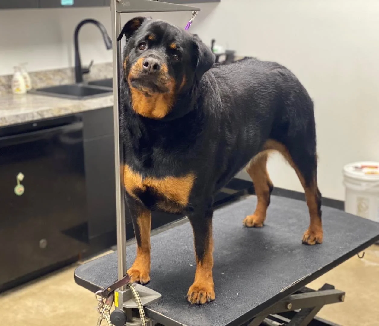 Zach's Pet Services, LLC