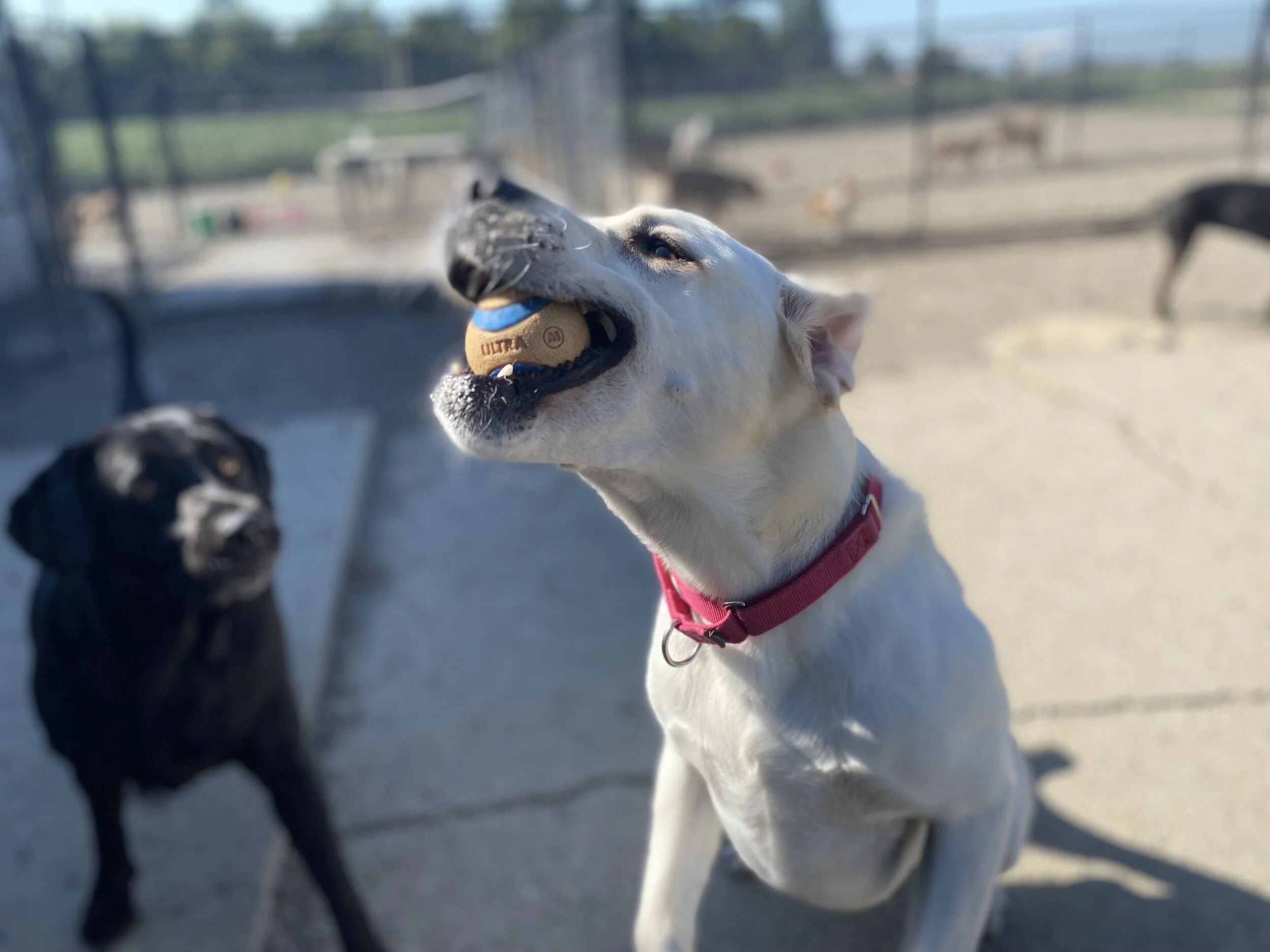 Zach's Pet Services, LLC