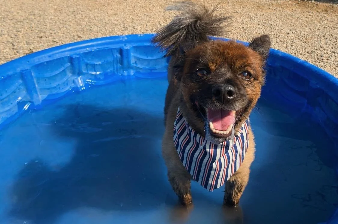 Zach's Pet Services, LLC