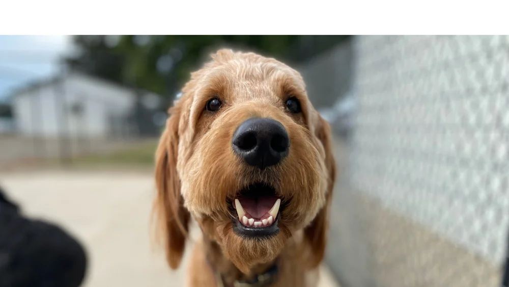 Boarding — Zach's Pet Services, LLC