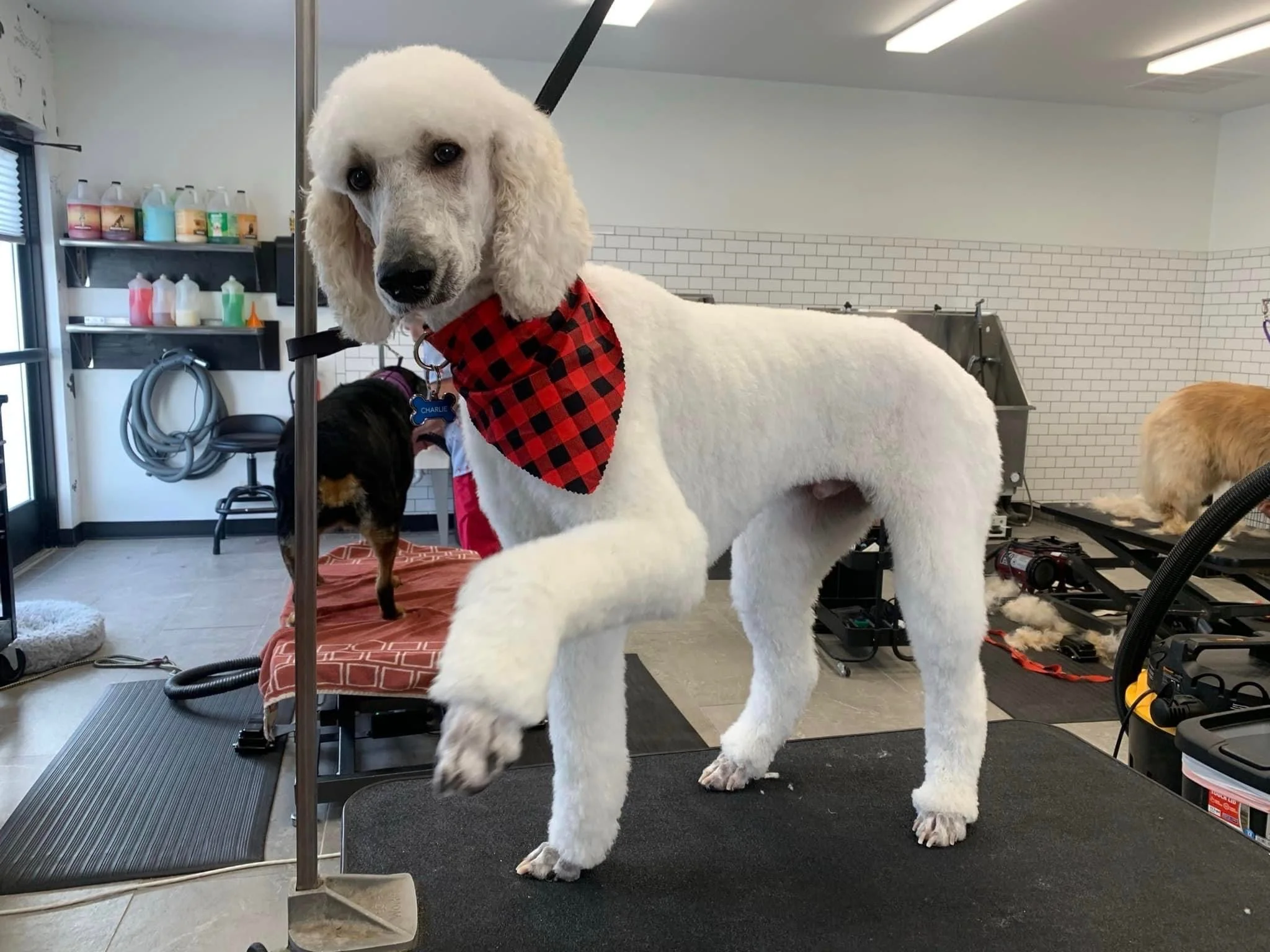 Zach's Pet Services, LLC