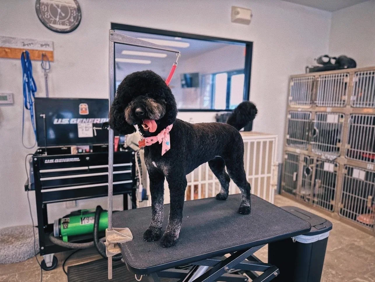 Zach's Pet Services, LLC