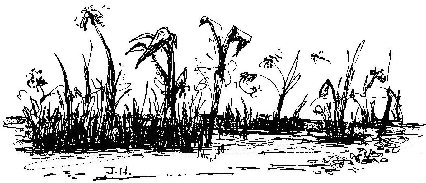 Jennifer Hetherington