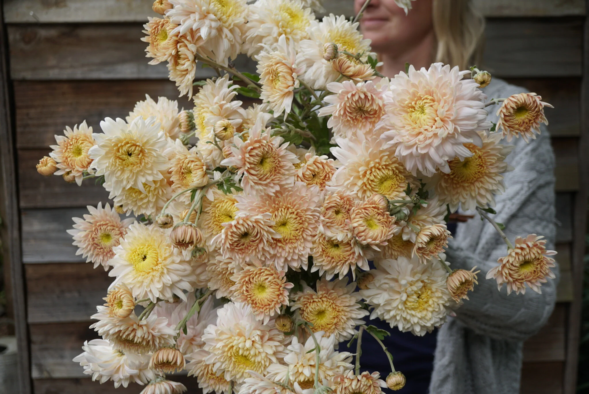 SHOP CHRYSANTHEMUM PLANTS PAGE 2 — Wild Violet Flower Farm