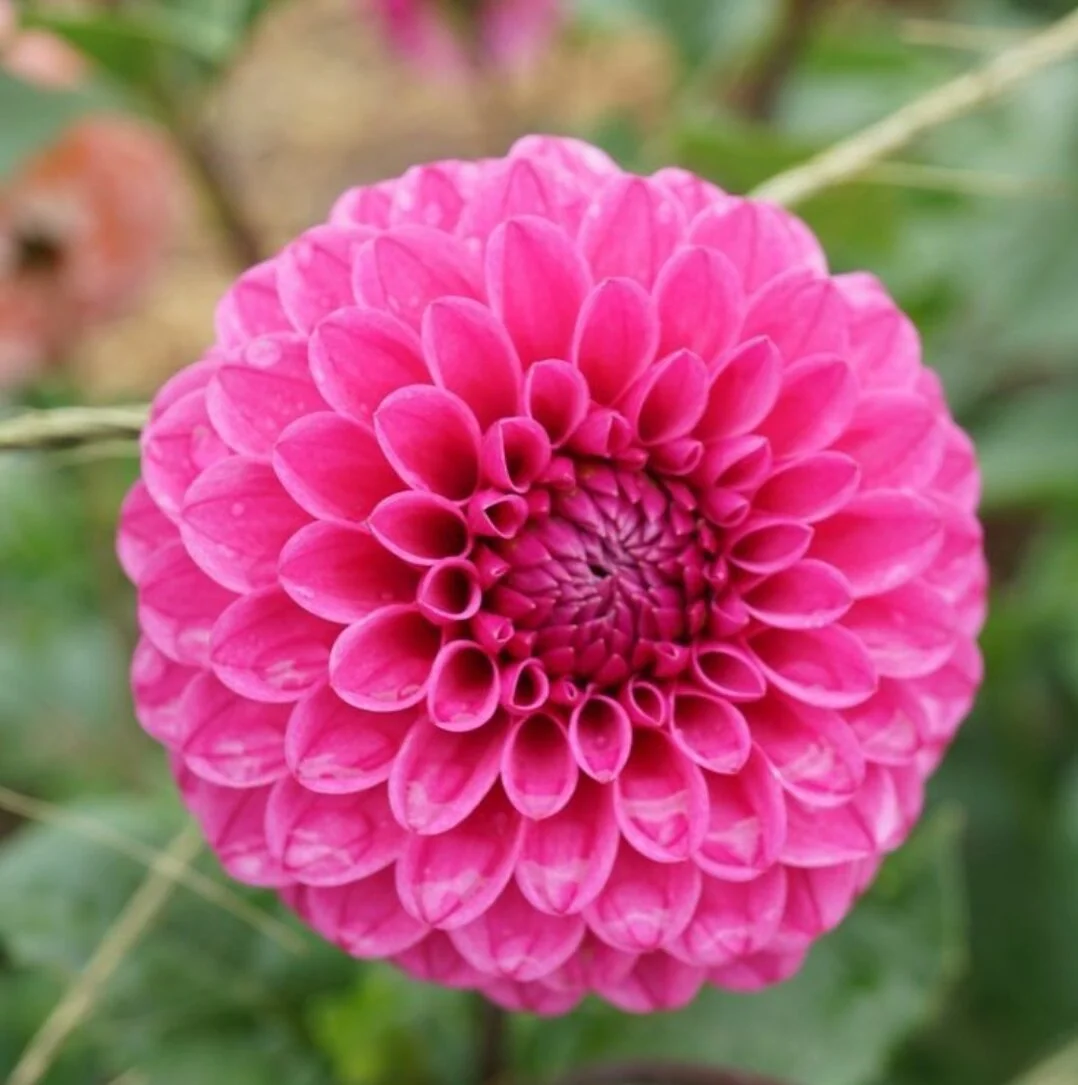 Mary's Jomanda dahlia — Wild Violet Flower Farm