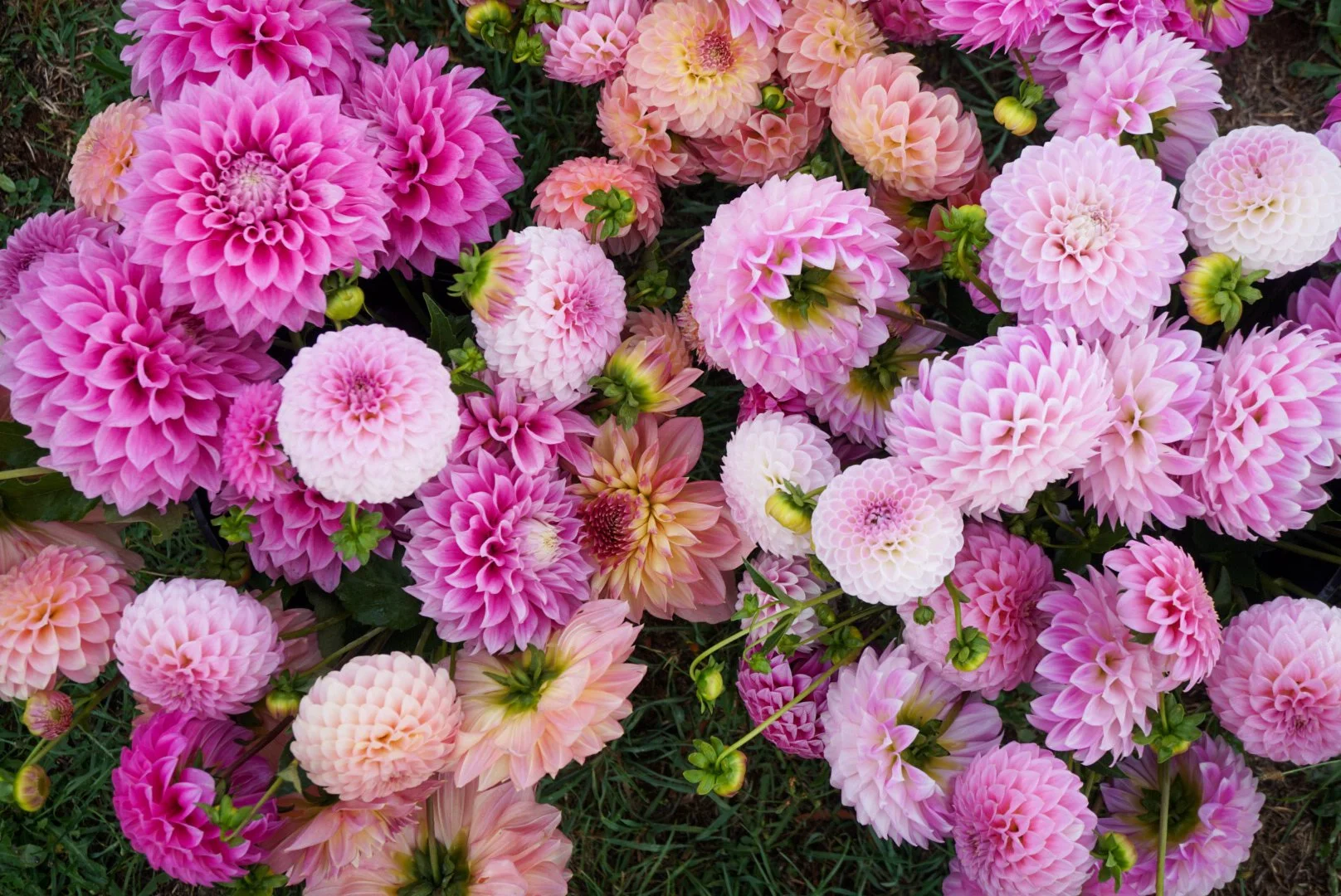 About Wild Violet Flower Farm — Wild Violet Flower Farm