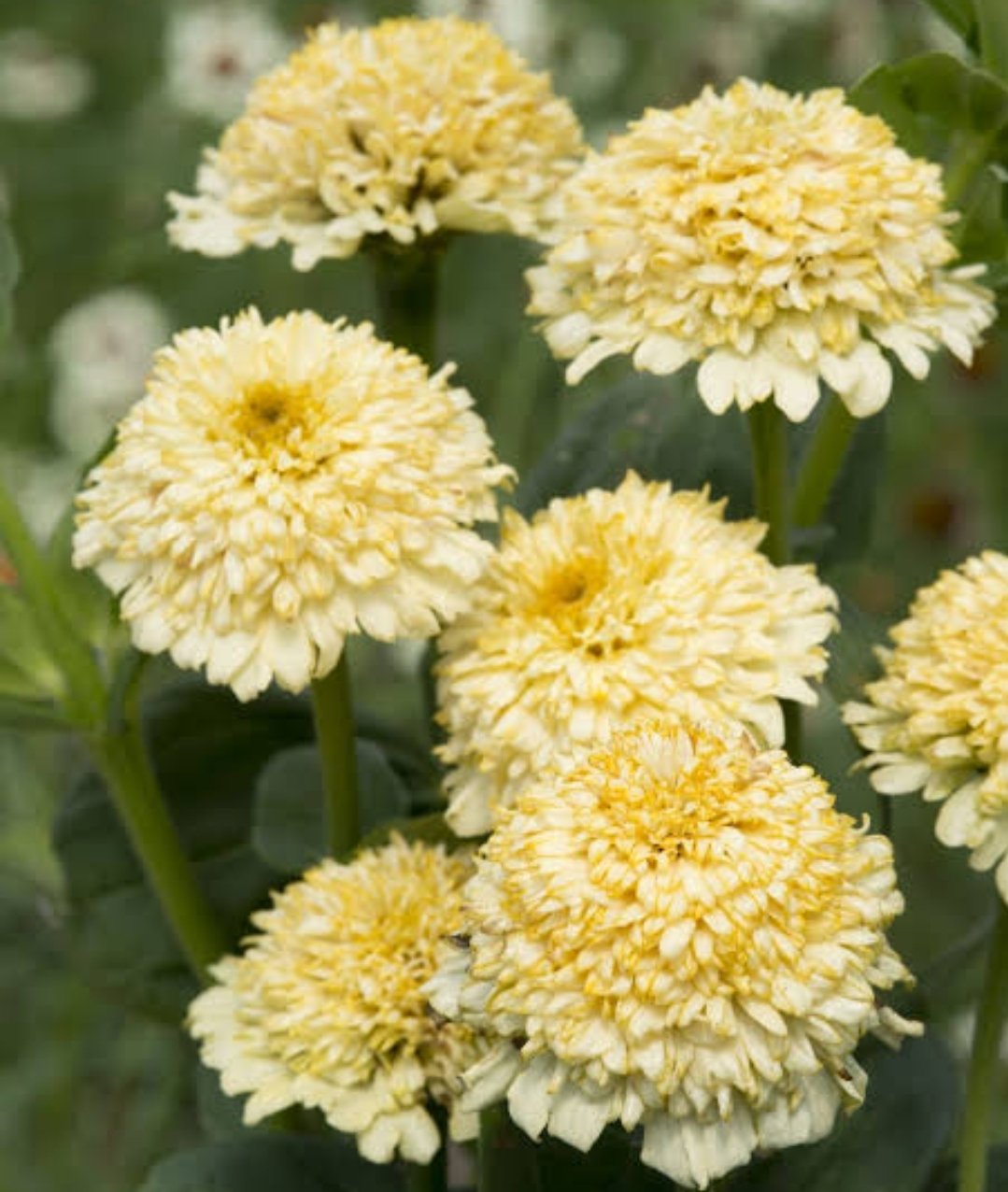 fluffy zinnias, cut flower zinnias, rare zinnias, zinderella zinnias ...