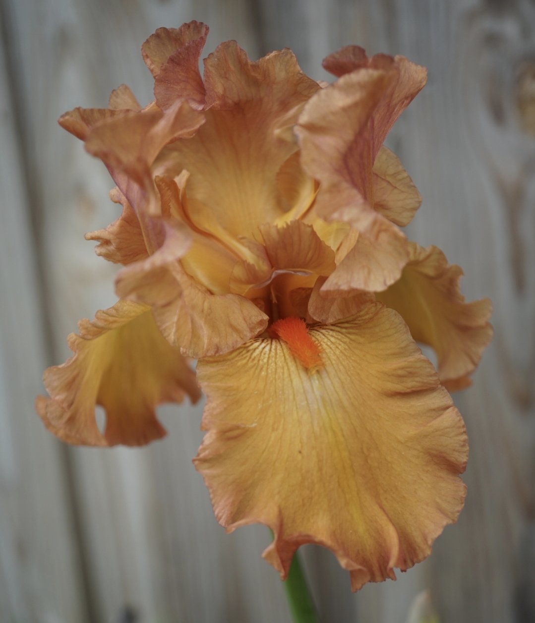 BEARDED IRIS — Wild Violet Flower Farm