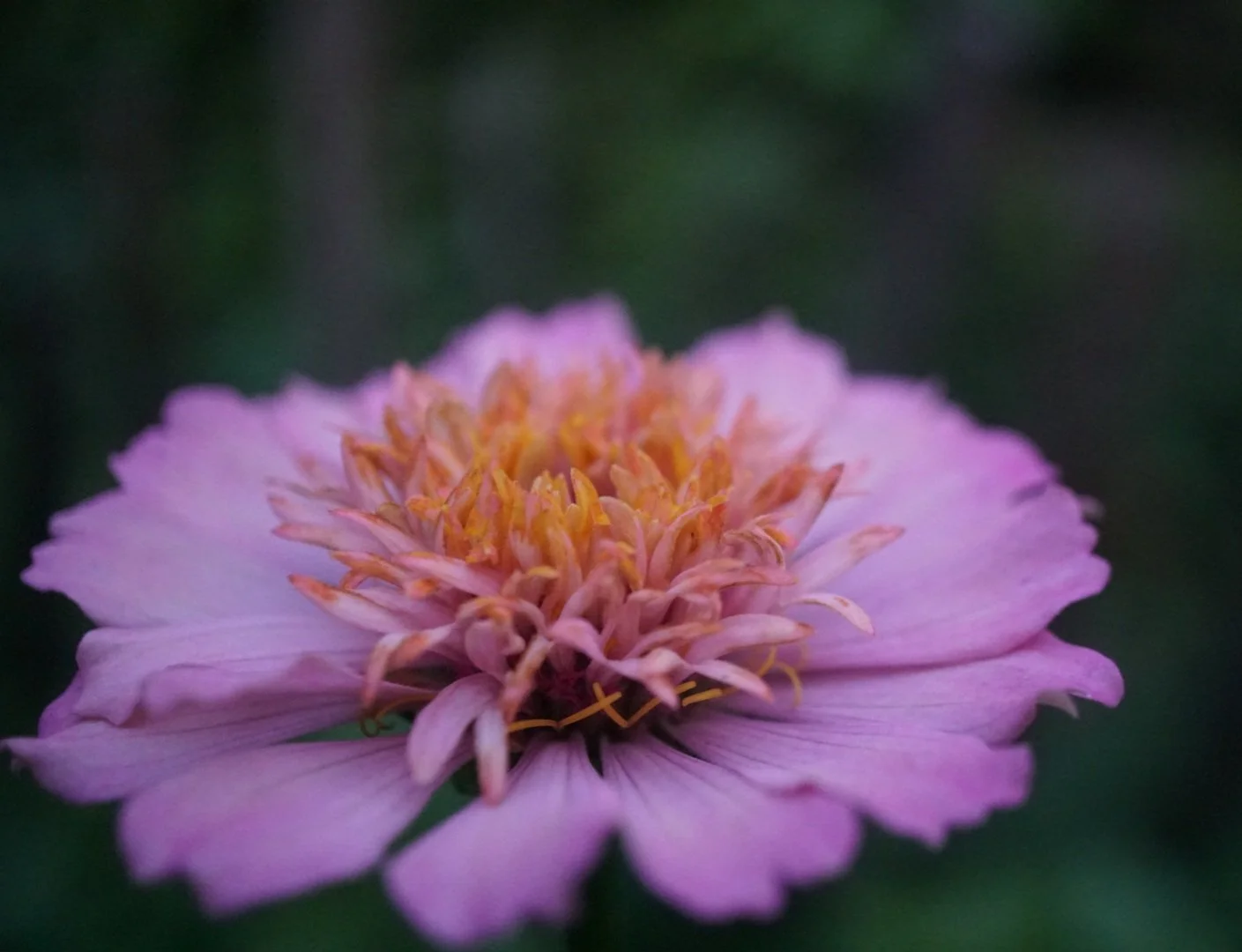 fluffy zinnias, cut flower zinnias, rare zinnias, zinderella zinnias ...