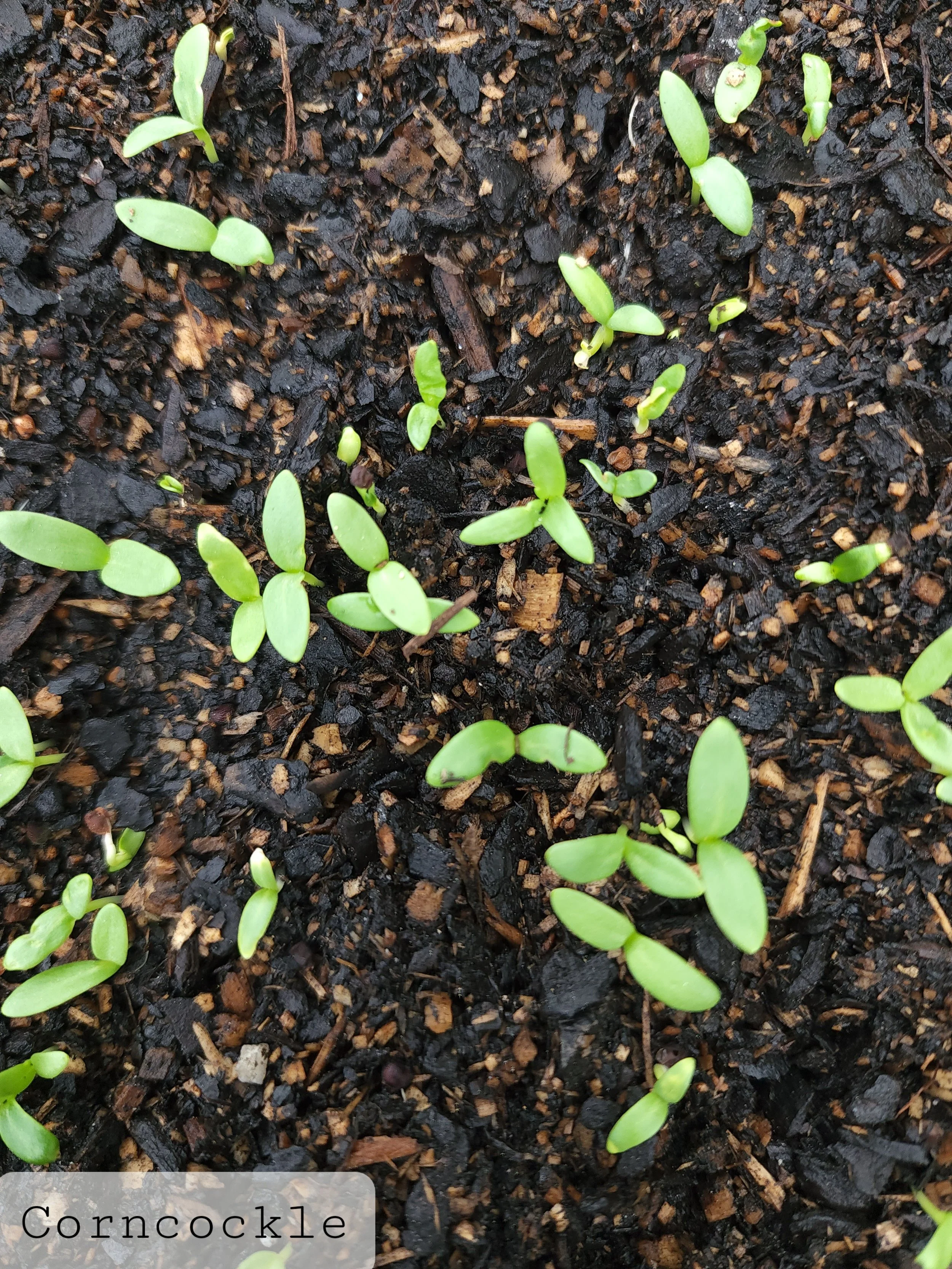 Seedling identification — Wild Violet Flower Farm