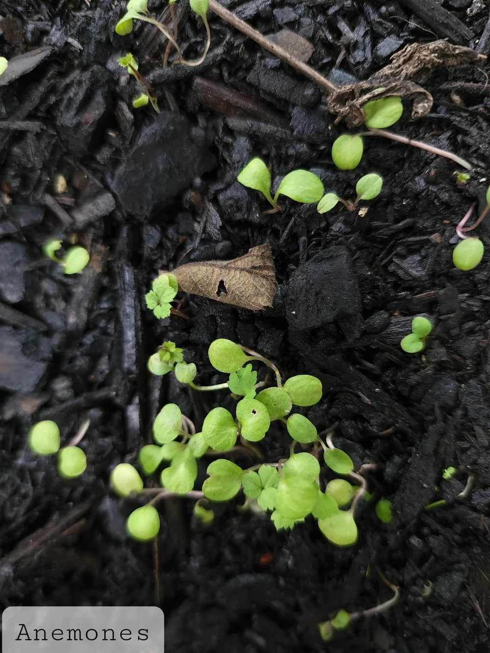 Seedling identification — Wild Violet Flower Farm