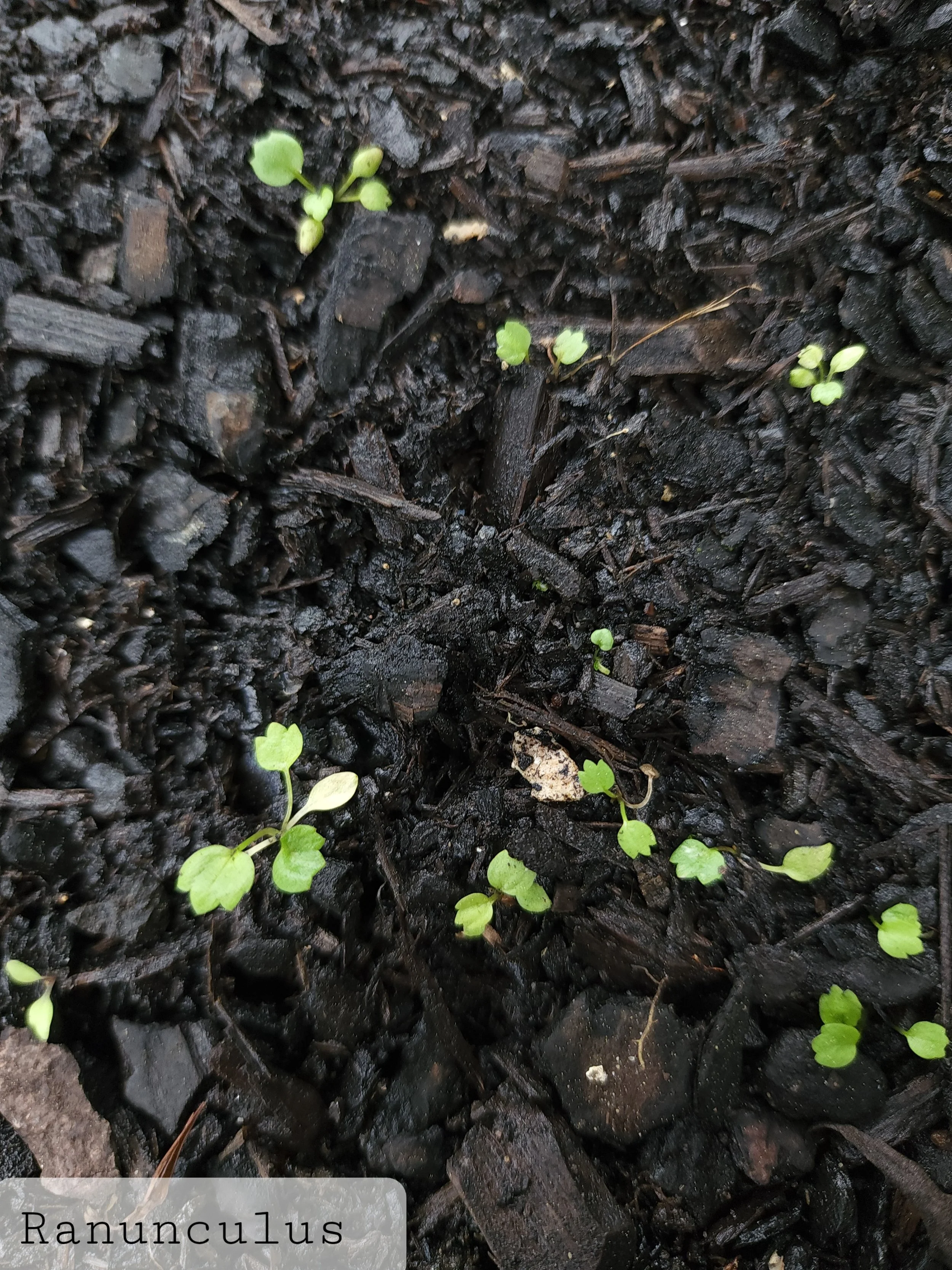 Seedling identification — Wild Violet Flower Farm