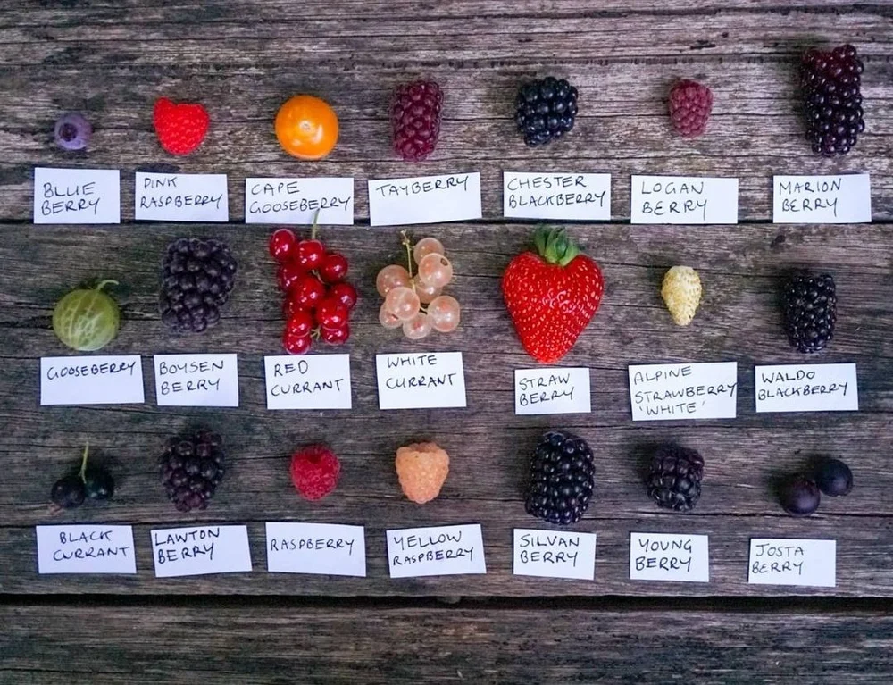 Berry Comparison of all the different berries you can grow in your garden — Wild Violet Flower Farm