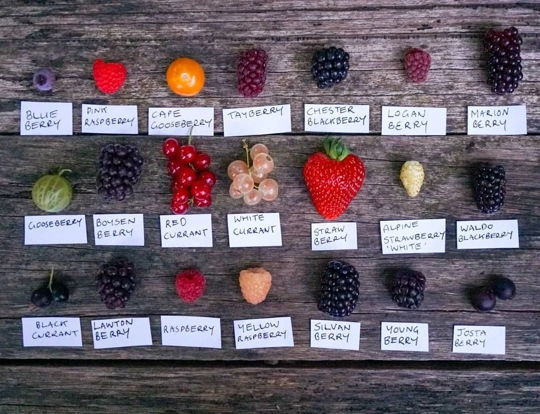 Berry Comparison of all the different berries you can grow in your garden — Wild Violet Flower Farm