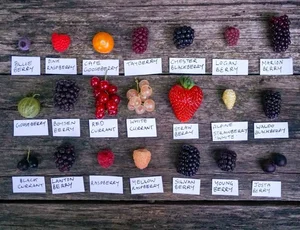 Berry Comparison of all the different berries you can grow in your ...