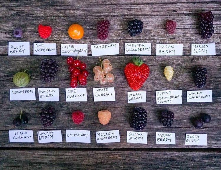 Berry Comparison of all the different berries you can grow in your ...