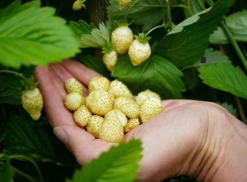 Berry Comparison of all the different berries you can grow in your ...