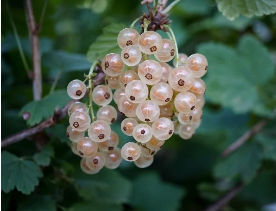 Berry Comparison of all the different berries you can grow in your ...