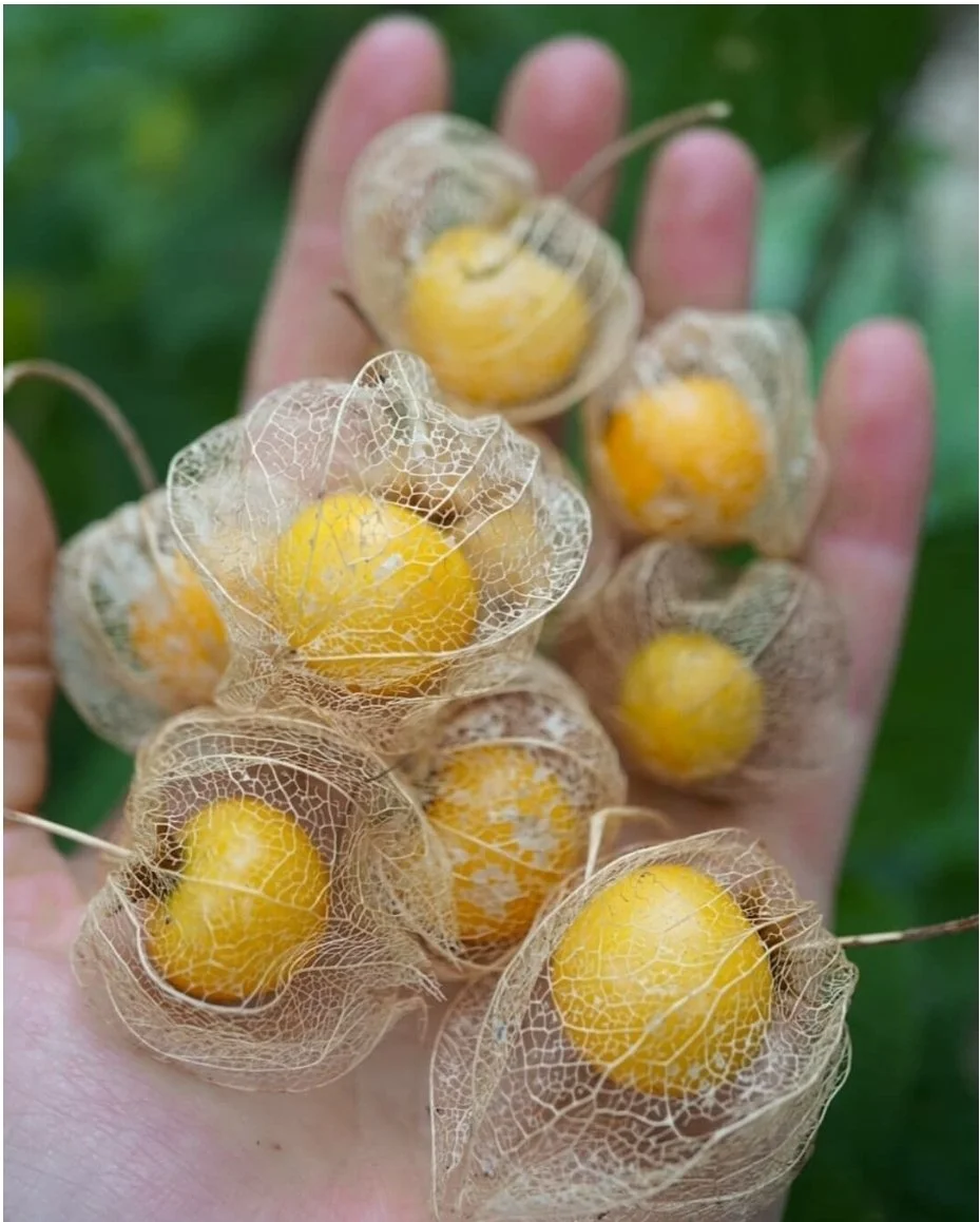 Berry Comparison of all the different berries you can grow in your ...