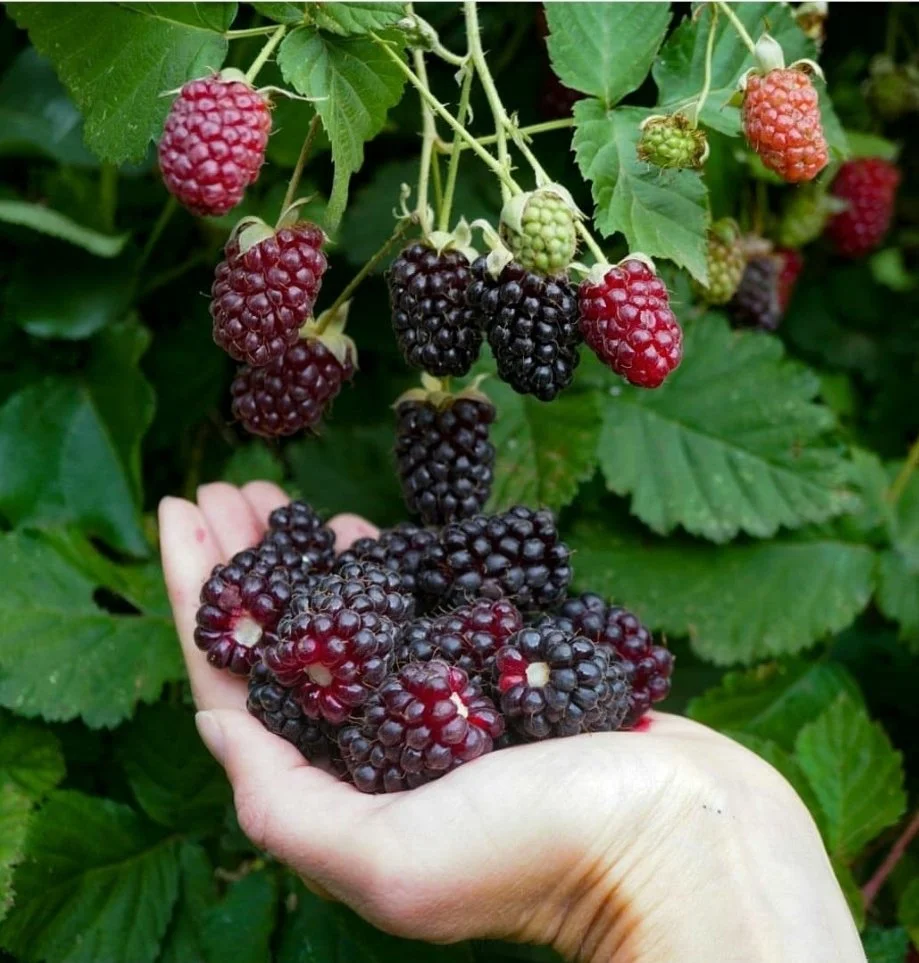 Berry Comparison of all the different berries you can grow in your ...
