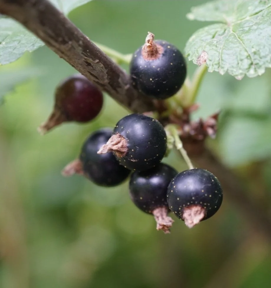 Berry Comparison of all the different berries you can grow in your ...