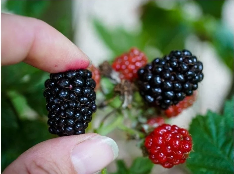 Berry Comparison of all the different berries you can grow in your ...