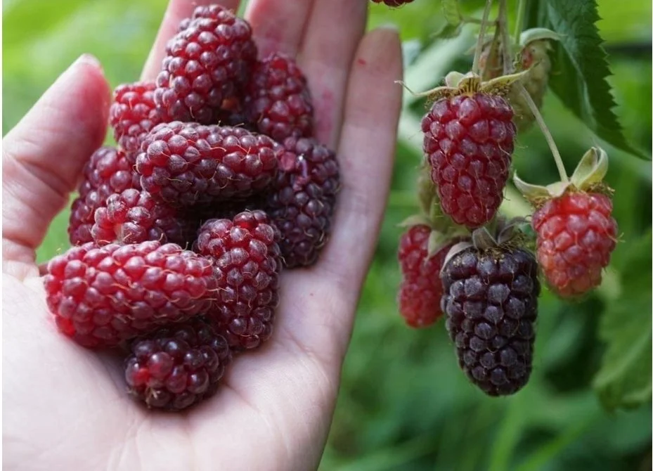 Berry Comparison of all the different berries you can grow in your ...