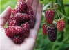 Berry Comparison of all the different berries you can grow in your ...