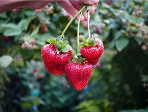 Berry Comparison of all the different berries you can grow in your ...