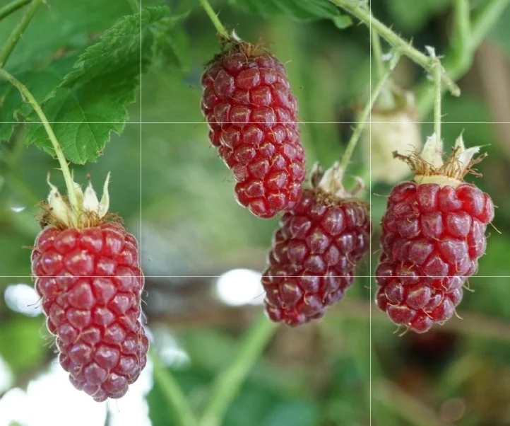Berry Comparison of all the different berries you can grow in your ...