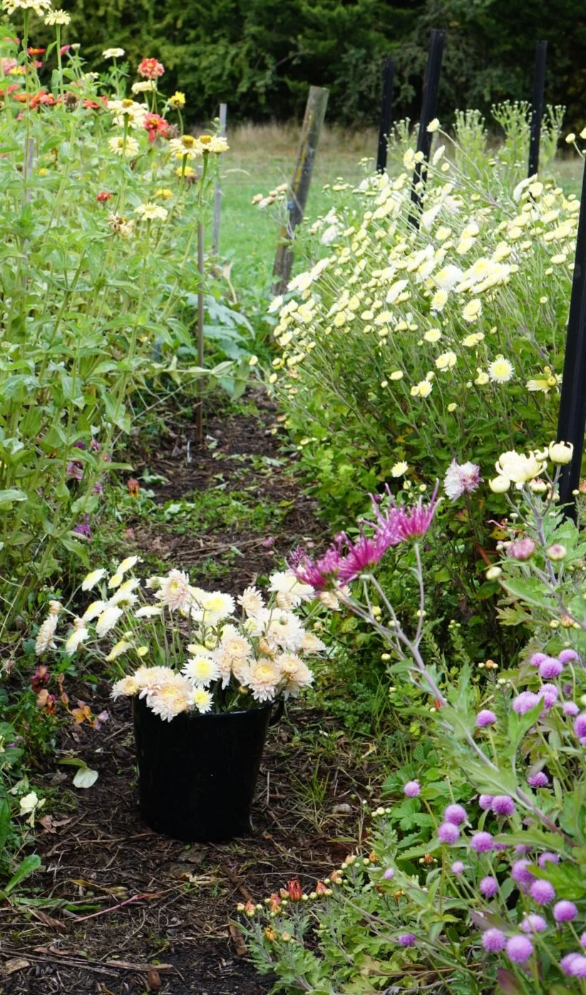 Growing chrysanthemums for cut flowers on my micro flower farm — Wild ...