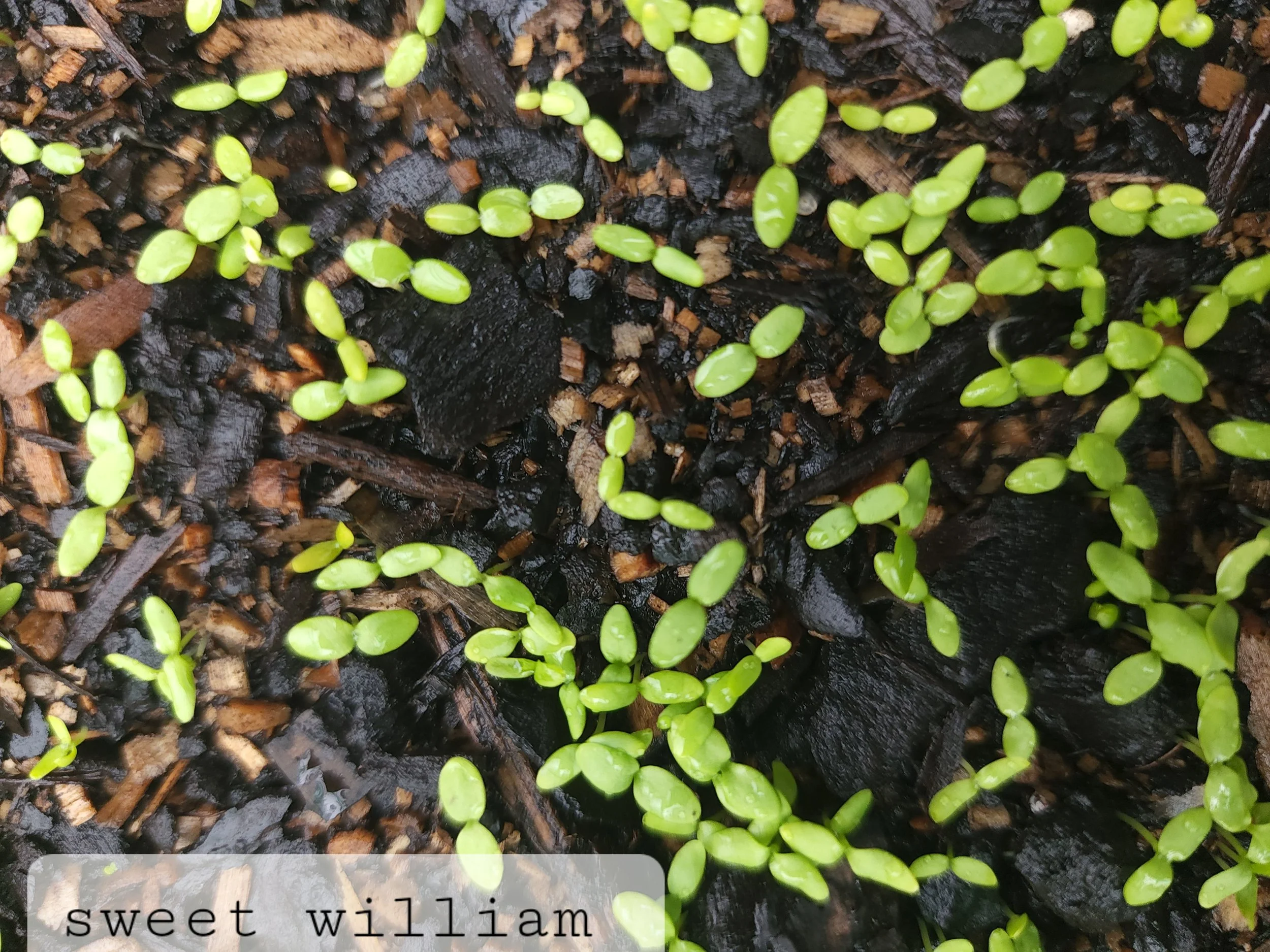 Seedling identification — Wild Violet Flower Farm