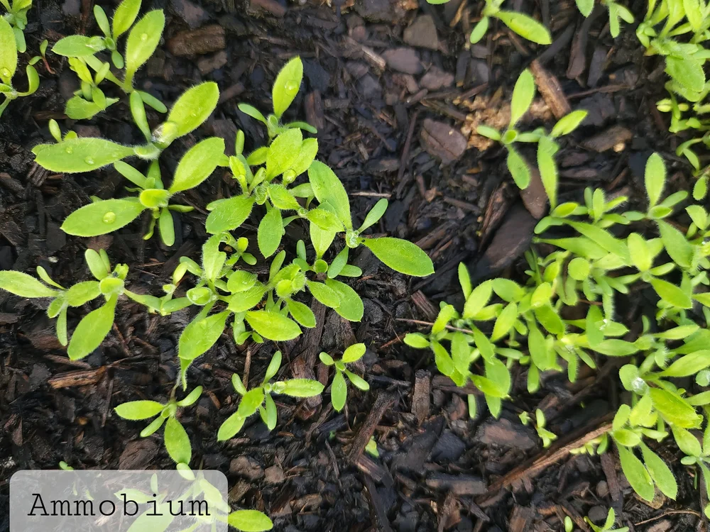 Seedling identification — Wild Violet Flower Farm
