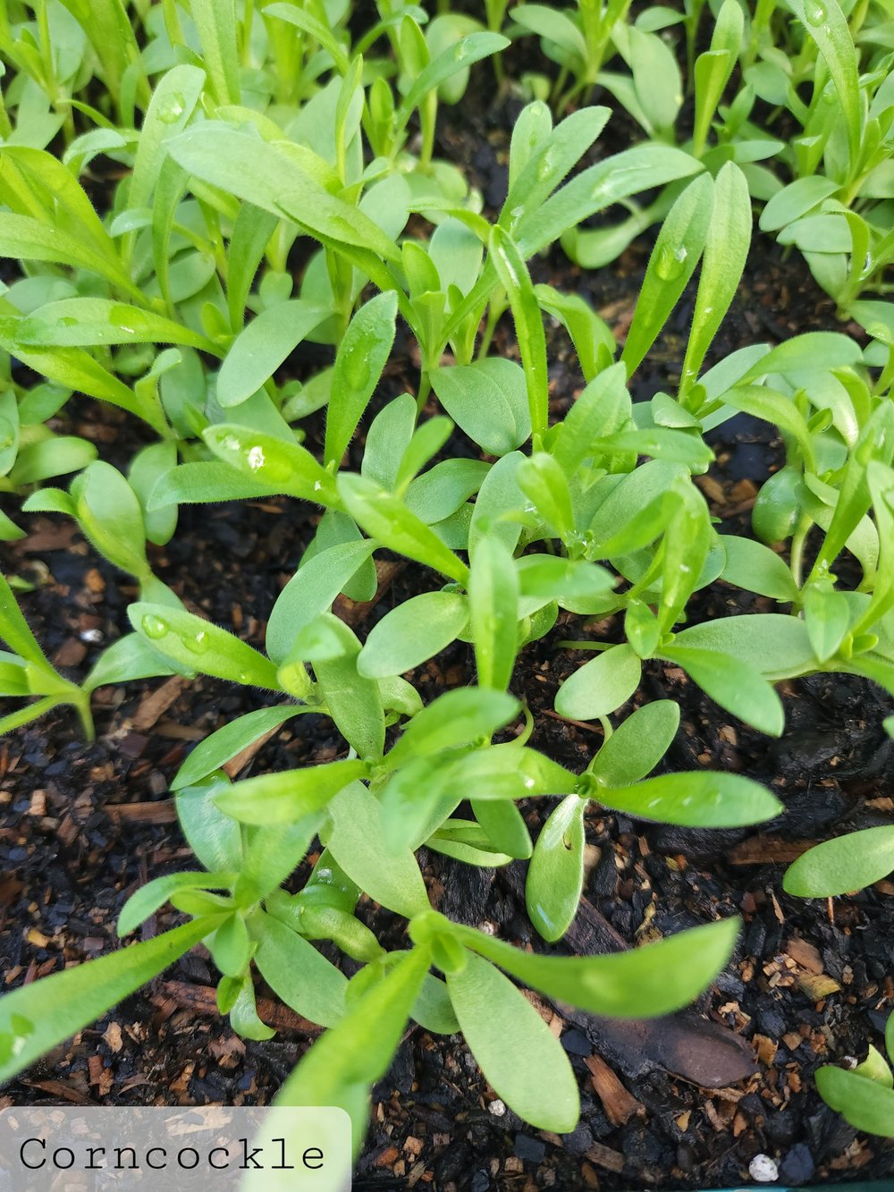 Seedling identification — Wild Violet Flower Farm