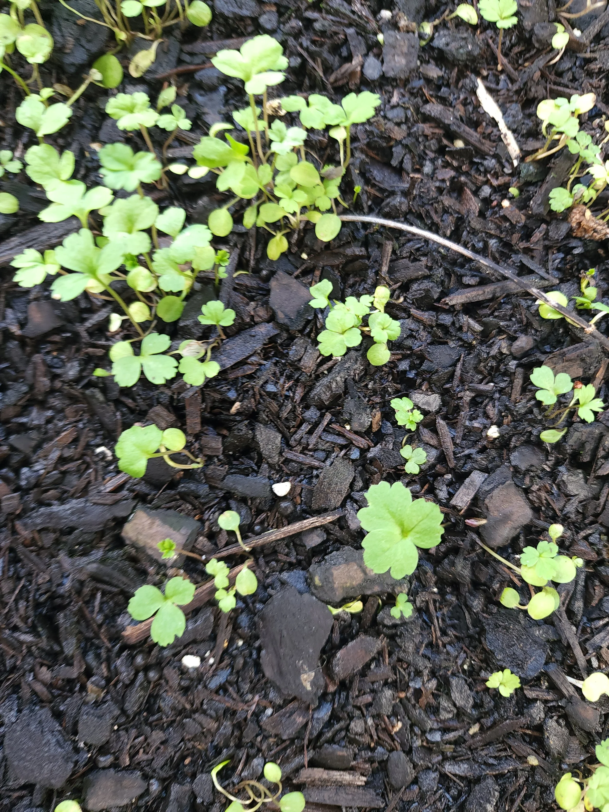 Seedling identification — Wild Violet Flower Farm